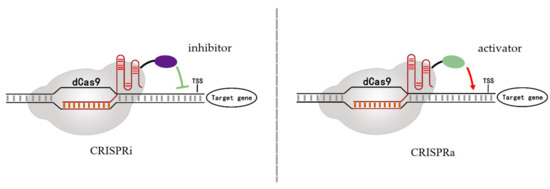 Recent Progress and Future Prospect of CRISPR/Cas-Derived Transcription ...