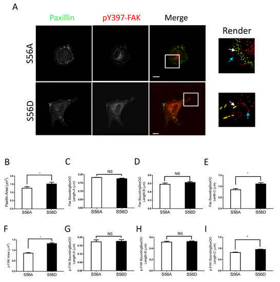 Nestin Modulates Airway Smooth Muscle Cell Migration by Affecting ...