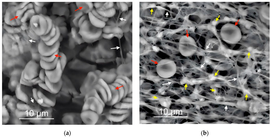 Provisional Matrix Formation at Implant Surfaces—The Bridging Role of ...