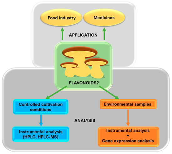 Secrets of Flavonoid Synthesis in Mushroom Cells