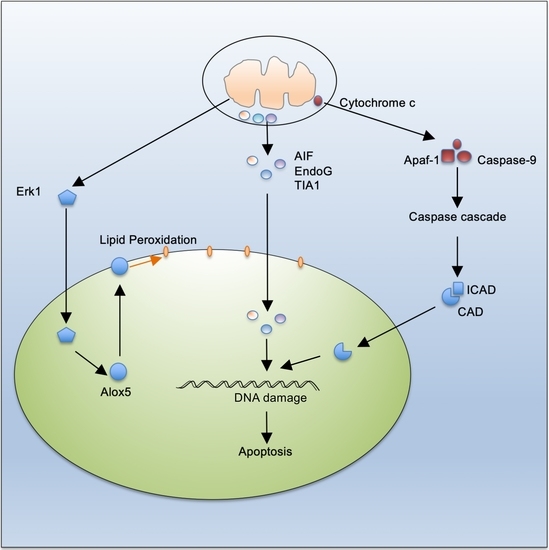 Cells | Free Full-Text | Mitochondrion-Mediated Cell Death through Erk1 ...