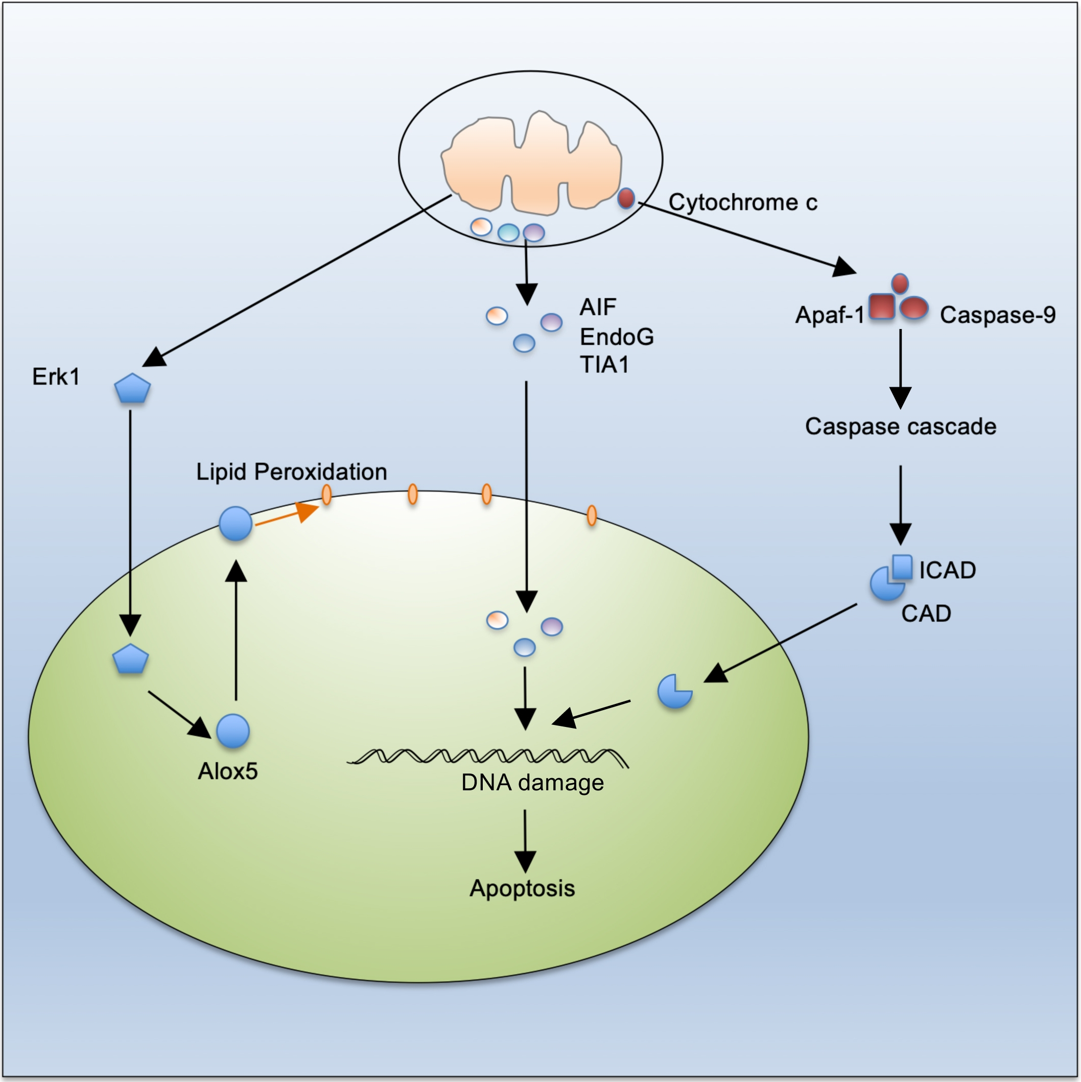 Cells | Free Full-Text | Mitochondrion-Mediated Cell Death through Erk1 ...
