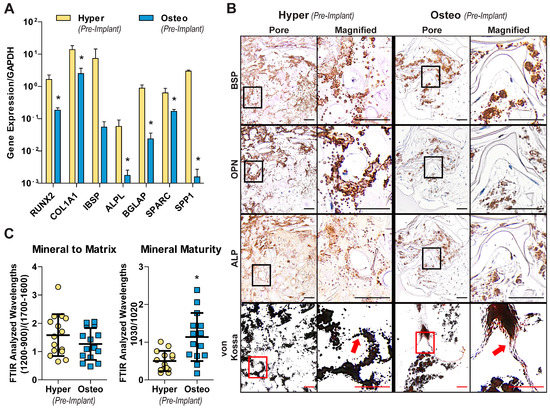 Effects of Endochondral and Intramembranous Ossification Pathways on ...