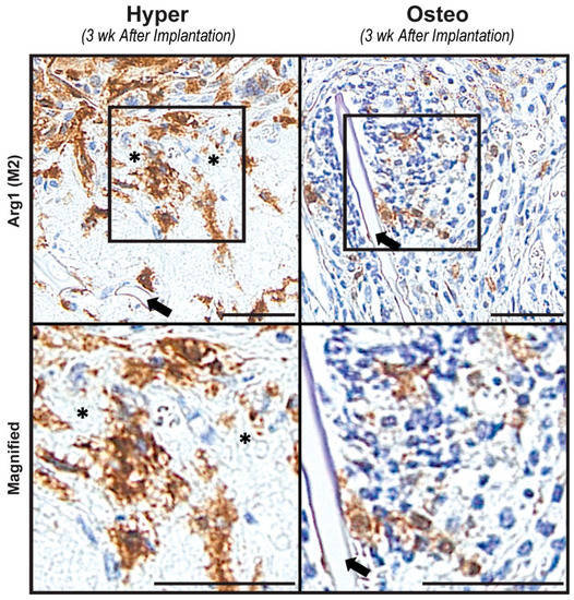Effects of Endochondral and Intramembranous Ossification Pathways on ...