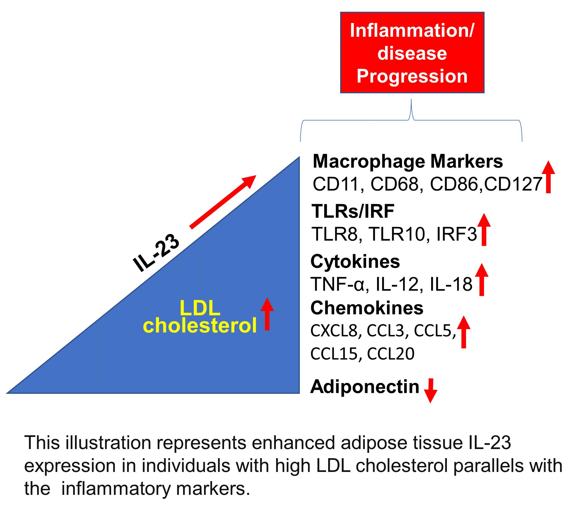 Cells | Free Full-Text | Increased Adipose Tissue Expression of IL-23 ...