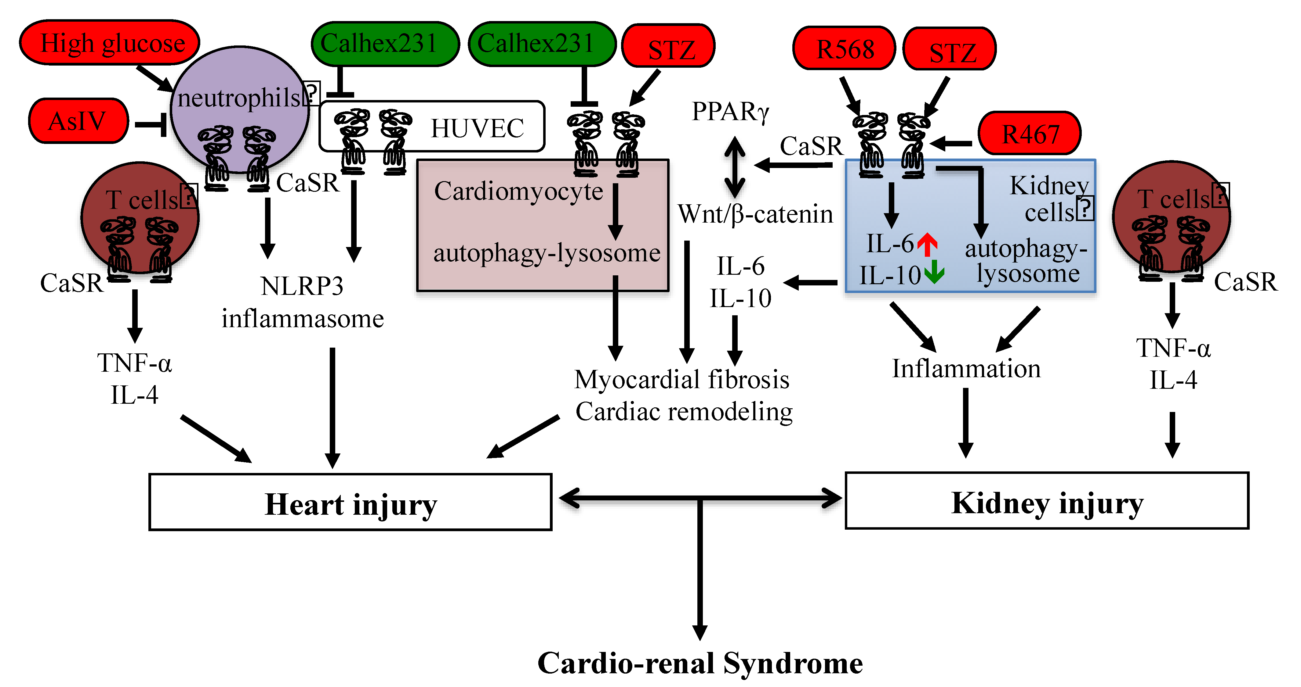 Calcium-Sensing Receptor (CaSR)-Mediated Intracellular Communication in ...
