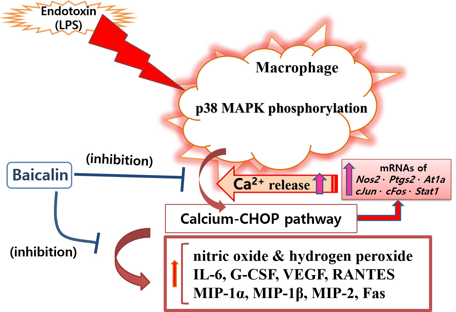 Cells | Free Full-Text | Baicalin Modulates Inflammatory Response of ...