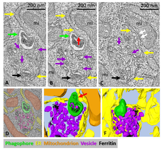 Morphology of Phagophore Precursors by Correlative Light-Electron ...