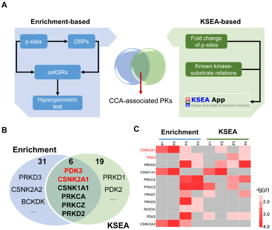 Proteomic and Phosphoproteomic Profiling Reveals the Oncogenic Role of ...