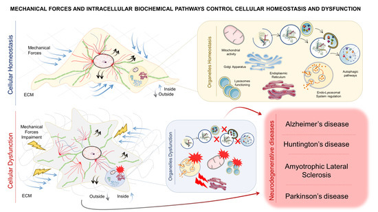 Cells | Free Full-Text | Biochemical Pathways of Cellular Mechanosensing/Mechanotransduction and ...