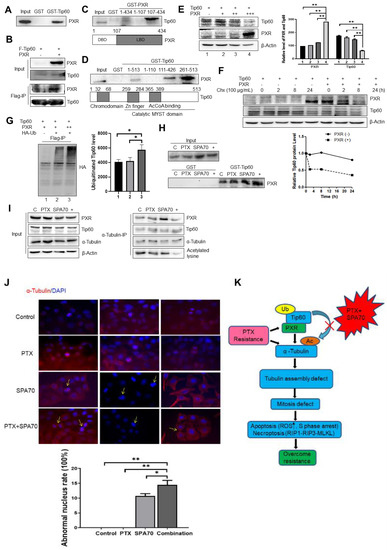 Combination of Paclitaxel and PXR Antagonist SPA70 Reverses Paclitaxel ...