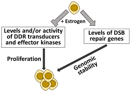 The Interplay between the Cellular Response to DNA Double-Strand Breaks and Estrogen
