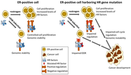 The Interplay between the Cellular Response to DNA Double-Strand Breaks ...
