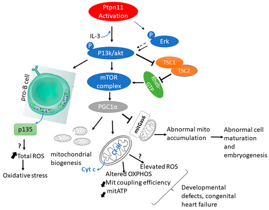 Effects of Noonan Syndrome-Germline Mutations on Mitochondria and ...