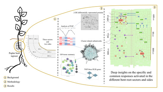 Cells | Free Full-Text | Network-Based Analysis to Identify Hub Genes ...