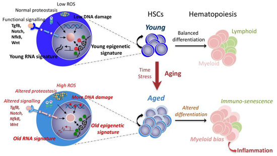 Cells | Free Full-Text | Single Cell Transcriptomics to Understand HSC ...