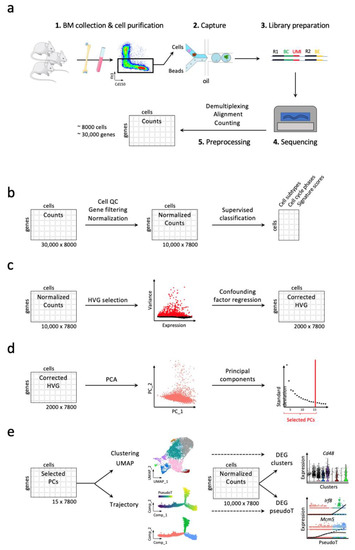 Cells | Free Full-Text | Single Cell Transcriptomics to Understand HSC ...