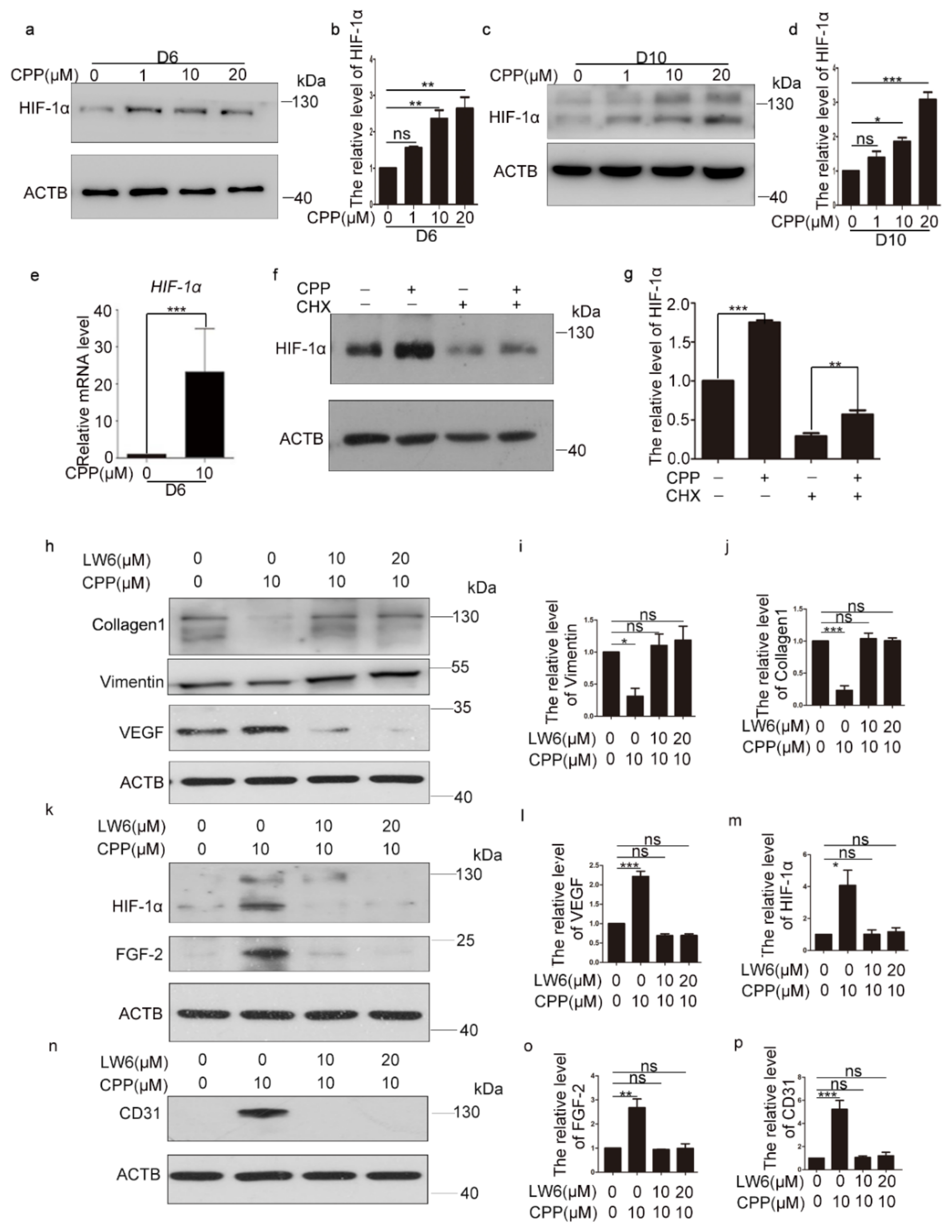 HOCI Probe CPP Induces the Differentiation of Human Dermal Fibroblasts ...