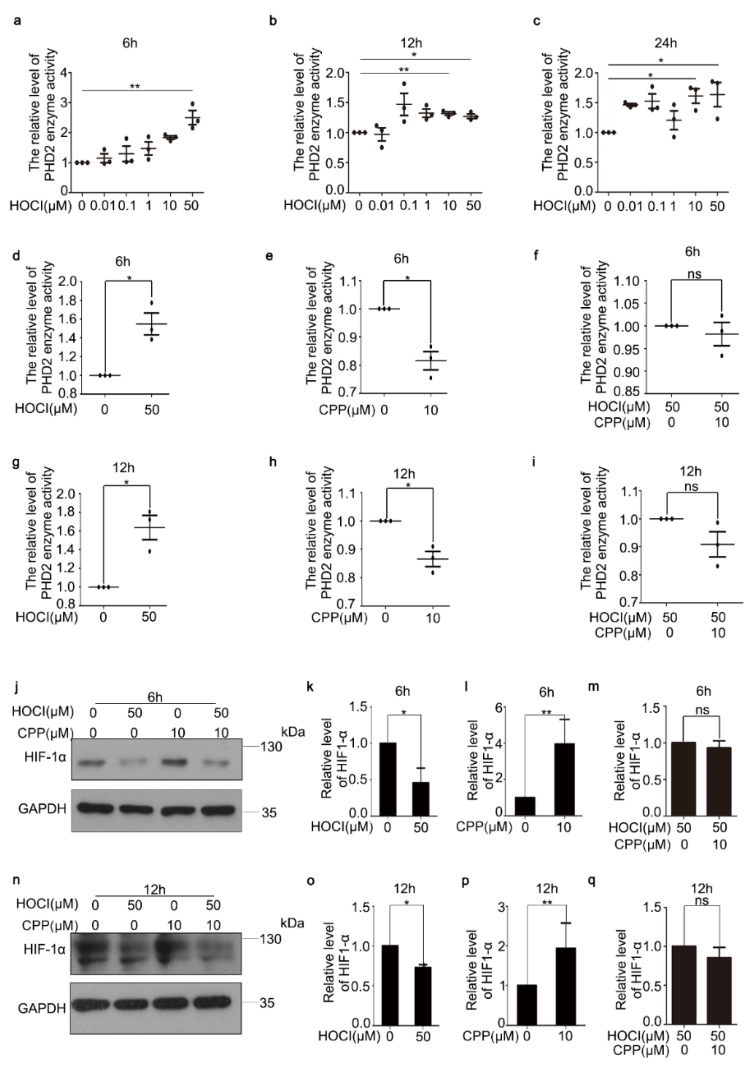 HOCI Probe CPP Induces the Differentiation of Human Dermal Fibroblasts ...