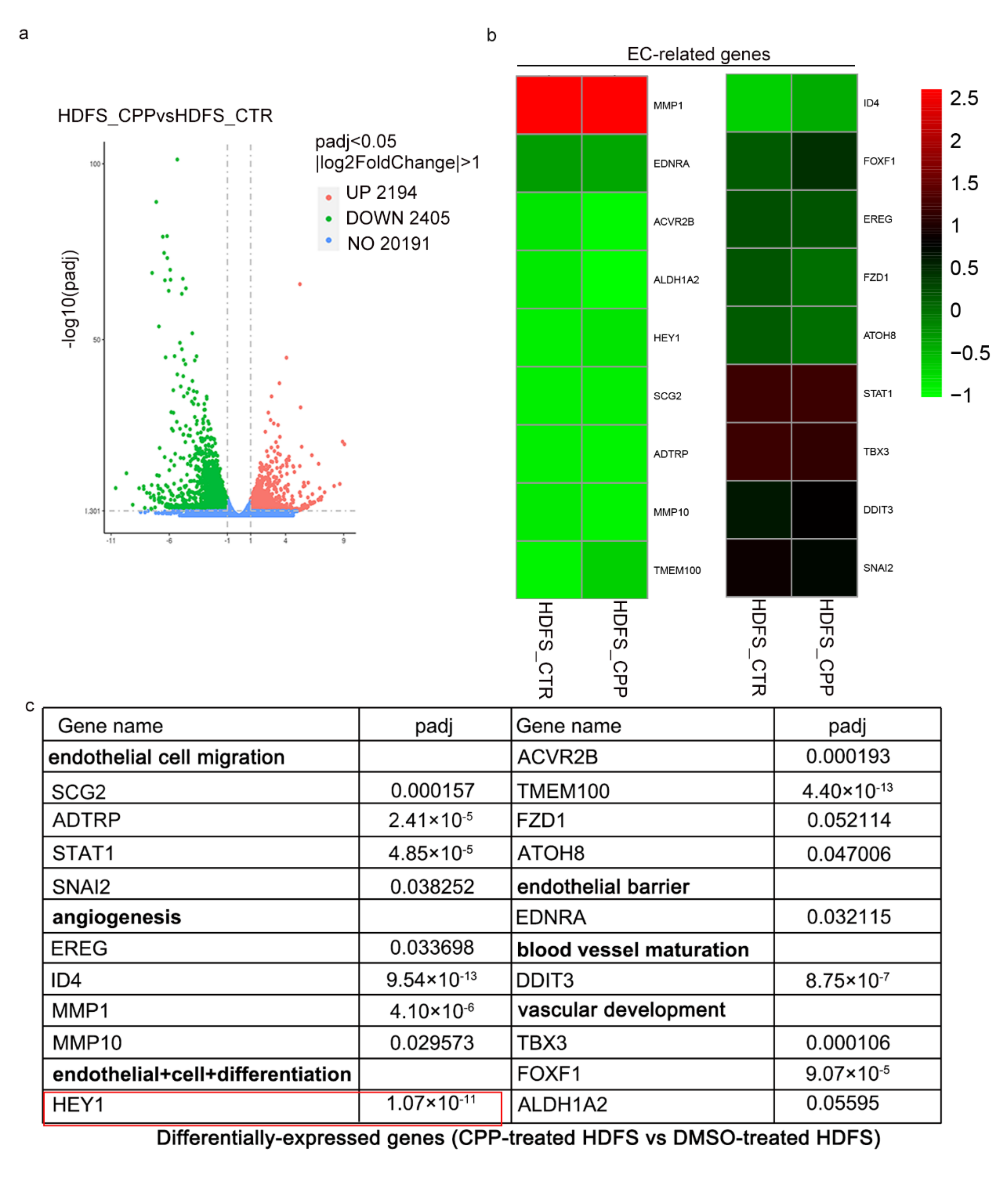 HOCI Probe CPP Induces the Differentiation of Human Dermal Fibroblasts ...