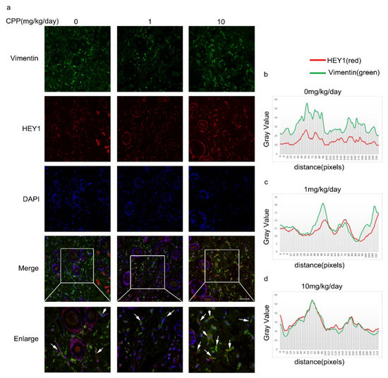 HOCI Probe CPP Induces the Differentiation of Human Dermal Fibroblasts ...