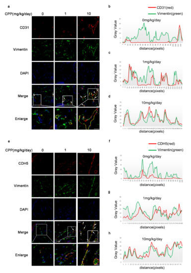 HOCI Probe CPP Induces the Differentiation of Human Dermal Fibroblasts ...