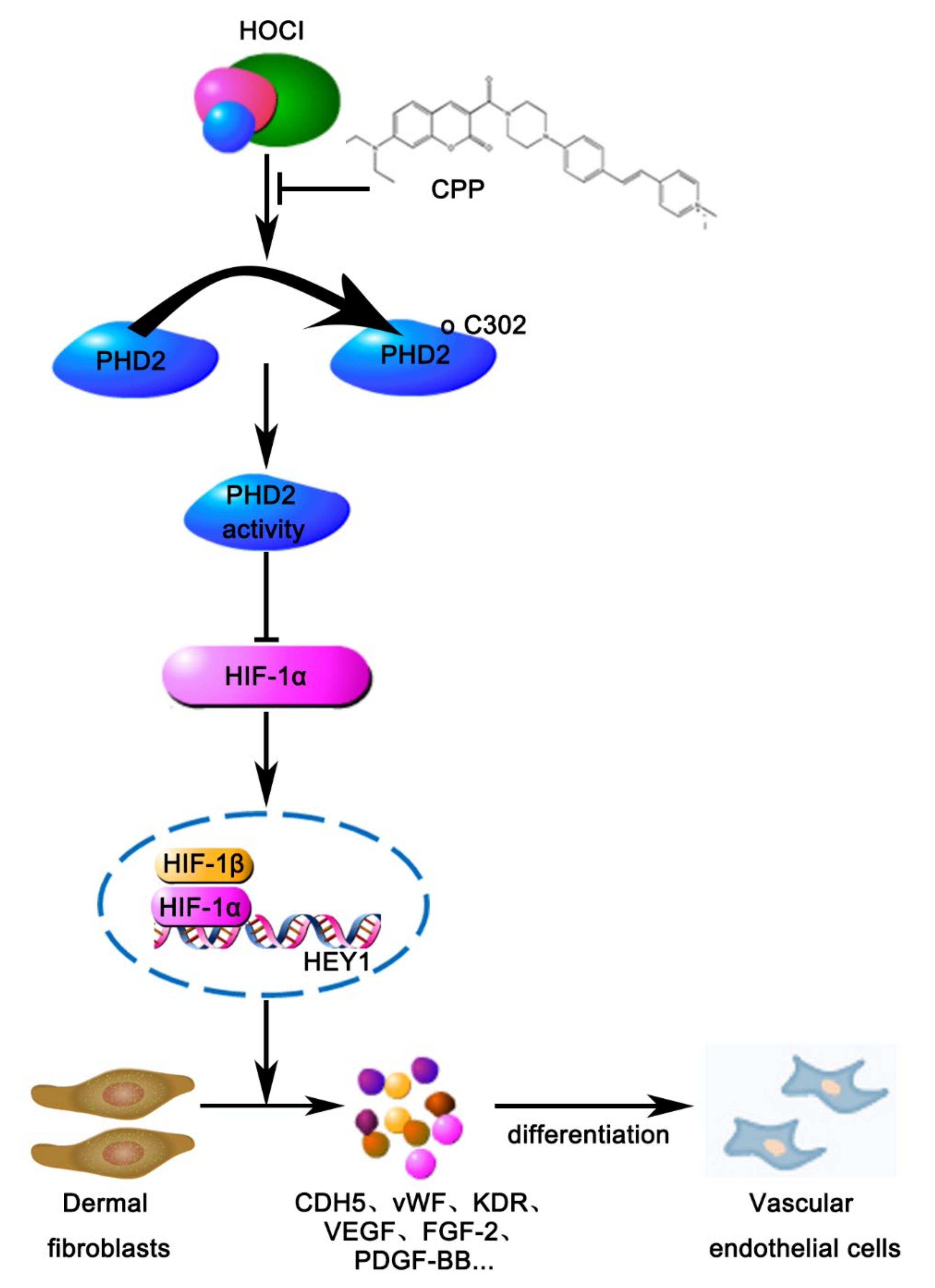 HOCI Probe CPP Induces the Differentiation of Human Dermal Fibroblasts ...
