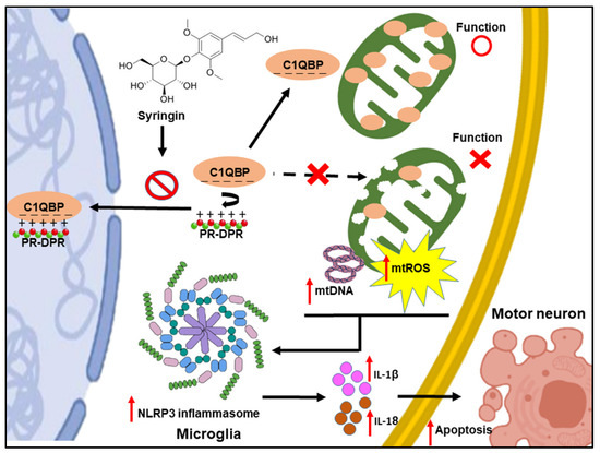 C9-ALS-Associated Proline-Arginine Dipeptide Repeat Protein Induces ...