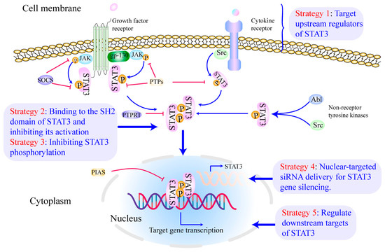 STAT3 and Its Targeting Inhibitors in Oral Squamous Cell Carcinoma