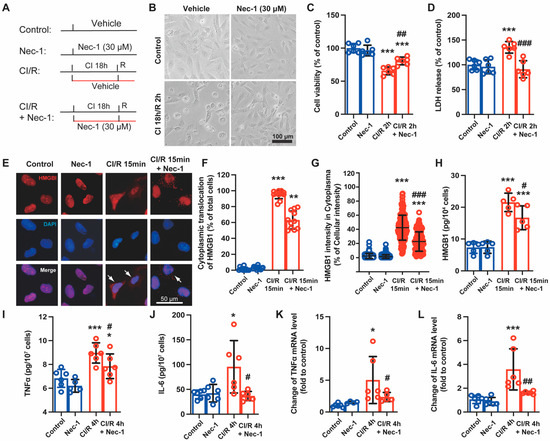 Necrostatin-1 Alleviates Lung Ischemia-Reperfusion Injury via ...