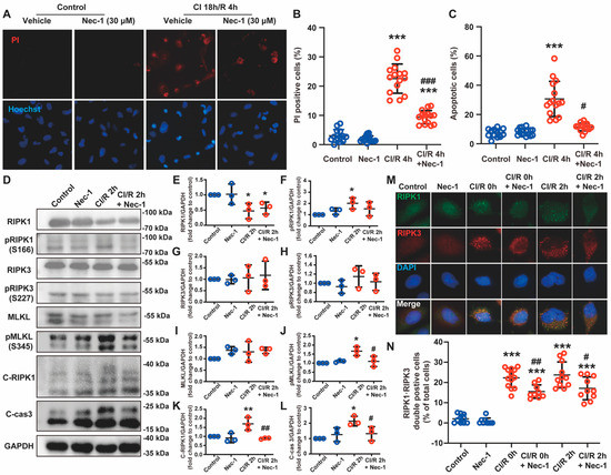 Necrostatin-1 Alleviates Lung Ischemia-Reperfusion Injury via ...