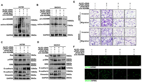 Cells | Free Full-Text | ALG3 Promotes Peritoneal Metastasis of Ovarian ...