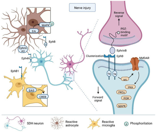 Axon Guidance Molecules and Pain