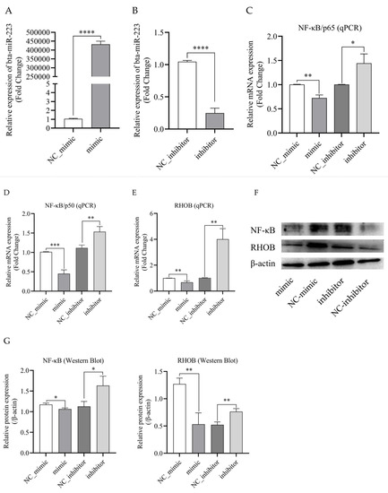 Cells | Free Full-Text | Bta-miR-223 Targeting the RHOB Gene in Dairy ...