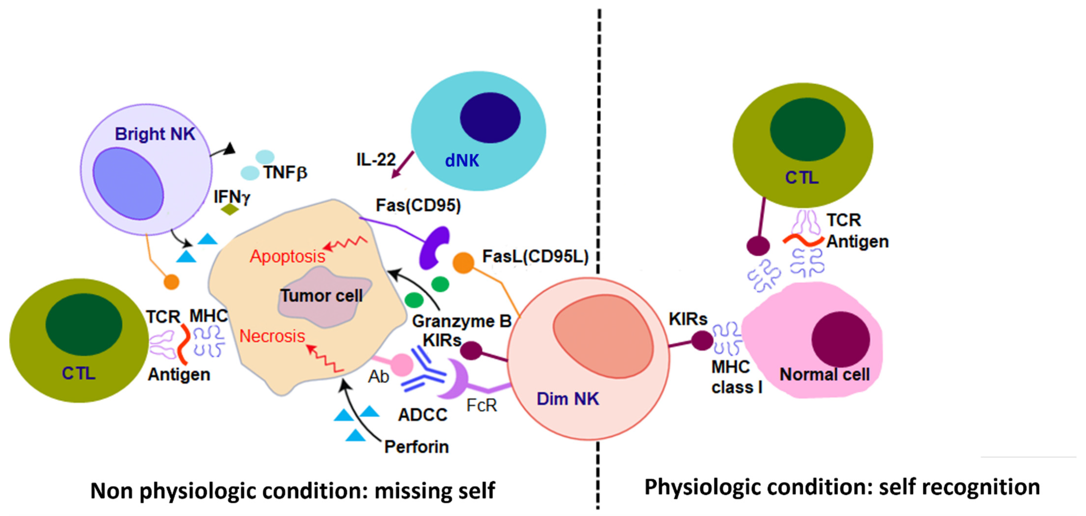 Cells | Free Full-Text | Next Generation Immuno-Oncology Strategies ...
