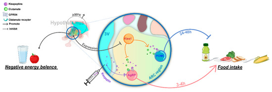 Novel Insight into the Role of the Kiss1/GPR54 System in Energy ...