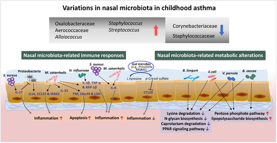 Cells | Free Full-Text | Nasal Microbiome and Its Interaction with the Host in Childhood Asthma
