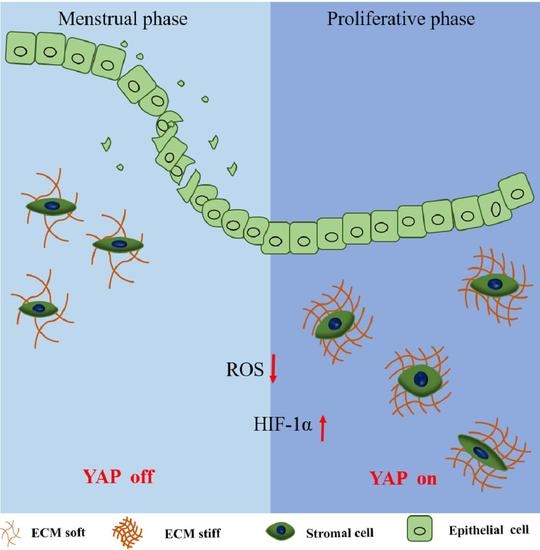 Cells Free Full Text Crosstalk Between Extracellular Matrix Stiffness And Ros Drives
