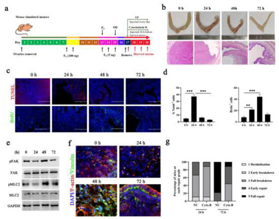 Crosstalk Between Extracellular Matrix Stiffness And Ros Drives Endometrial Repair Via The Hif