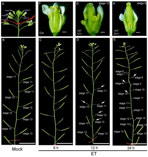 Ethylene Activates the EIN2-EIN3/EIL1 Signaling Pathway in Tapetum and ...