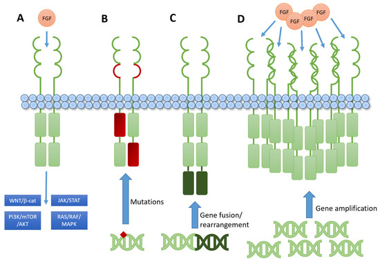 Patient Selection Approaches in FGFR Inhibitor Trials—Many Paths to the ...