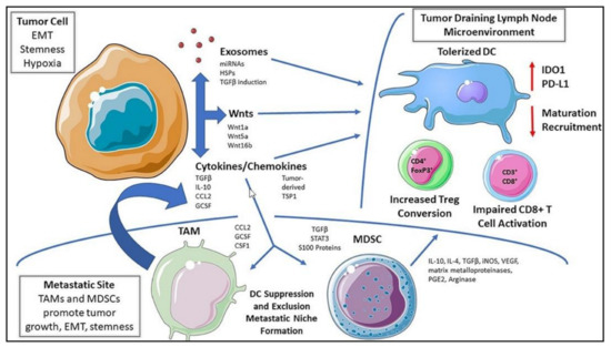 Tumor-Infiltrating Dendritic Cells: Decisive Roles in Cancer ...