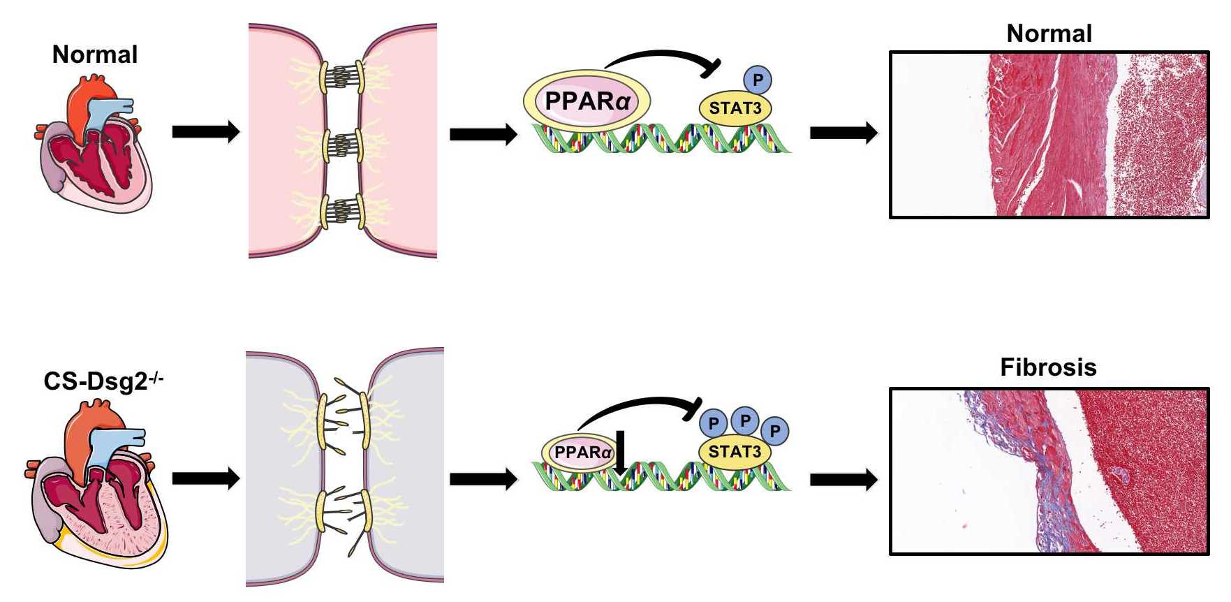 Cells | Free Full-Text | Activation of PPARα Ameliorates Cardiac ...