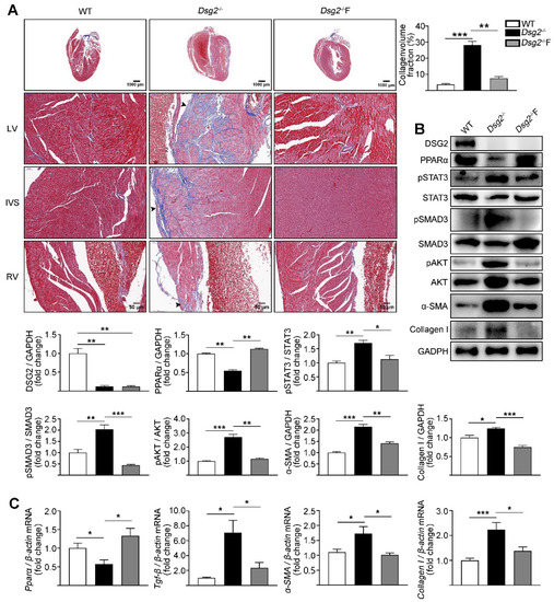 Activation of PPARα Ameliorates Cardiac Fibrosis in Dsg2-Deficient ...