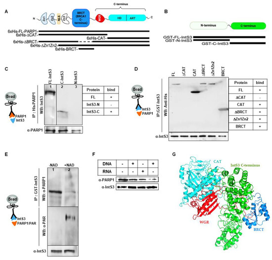 PARP1′s Involvement in RNA Polymerase II Elongation: Pausing and Releasing Regulation through ...