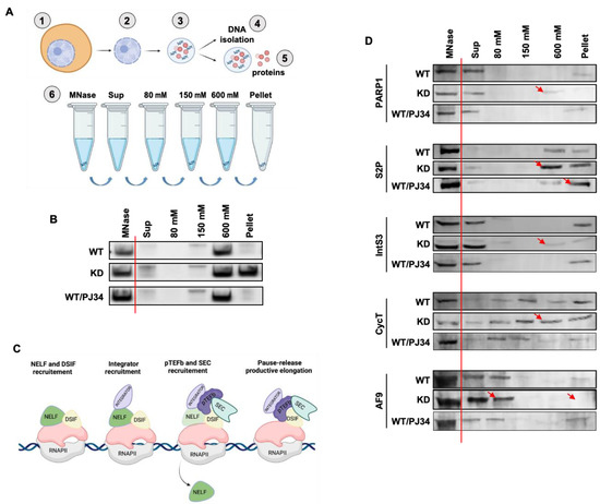PARP1′s Involvement in RNA Polymerase II Elongation: Pausing and Releasing Regulation through ...