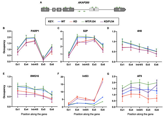 PARP1′s Involvement in RNA Polymerase II Elongation: Pausing and Releasing Regulation through ...