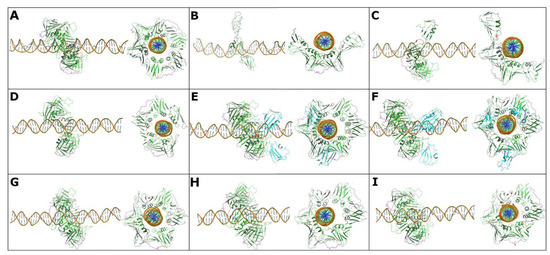 The Proliferating Cell Nuclear Antigen (PCNA) Transcript Variants as ...