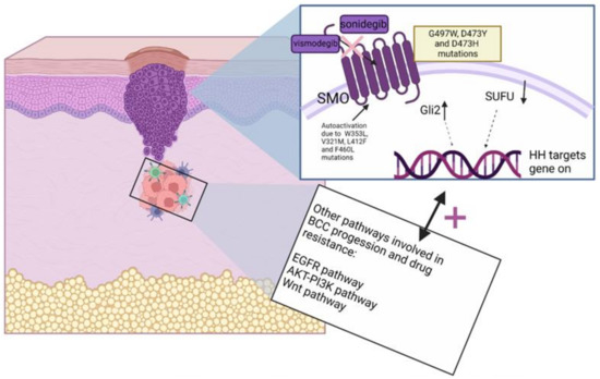 Novel Approaches in Non-Melanoma Skin Cancers—A Focus on Hedgehog ...