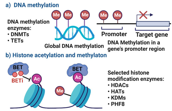 Histone Methylation Mechanism